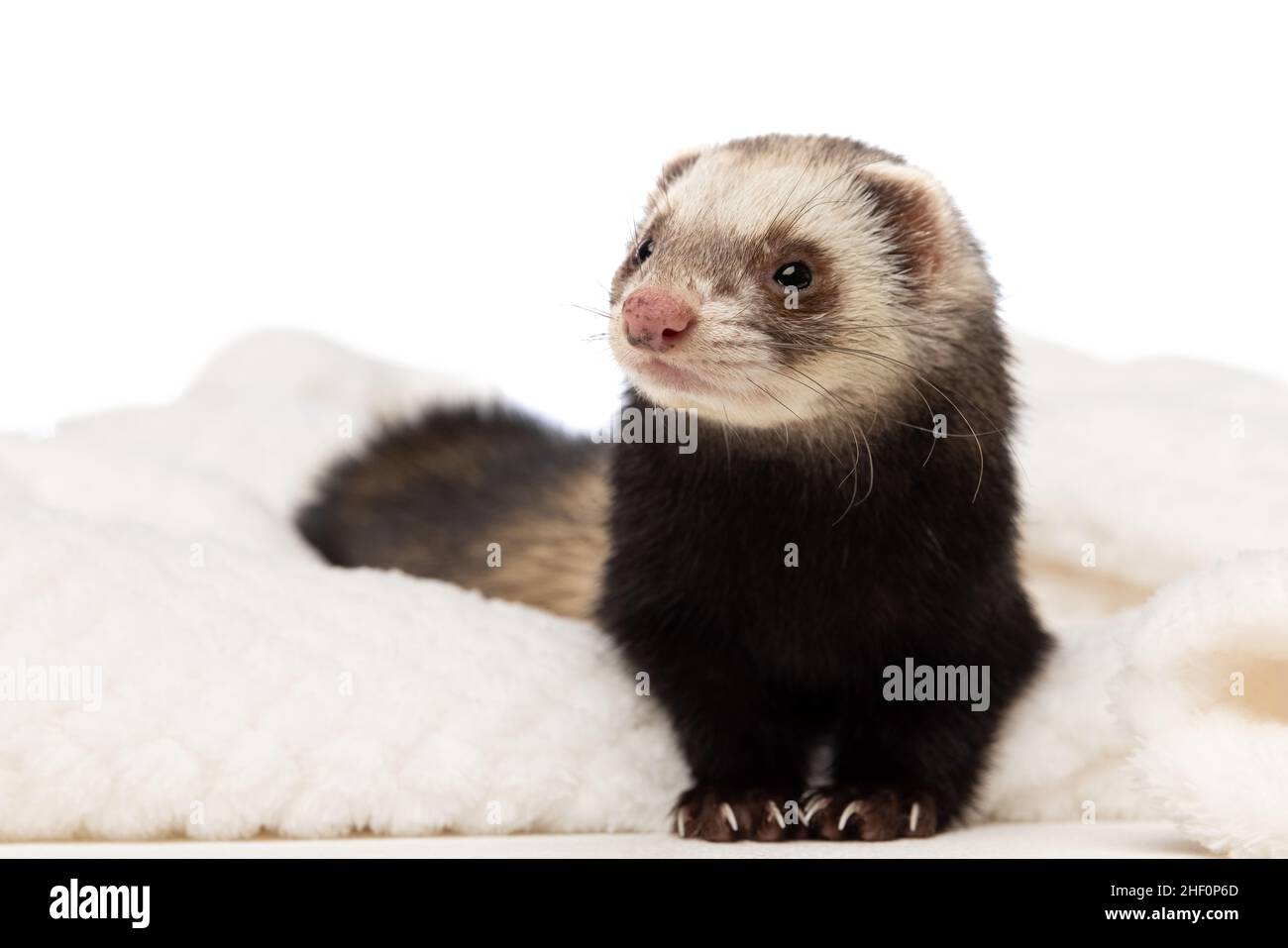 Cute little white grey ferret lies in a warm blanket isolated on white ...