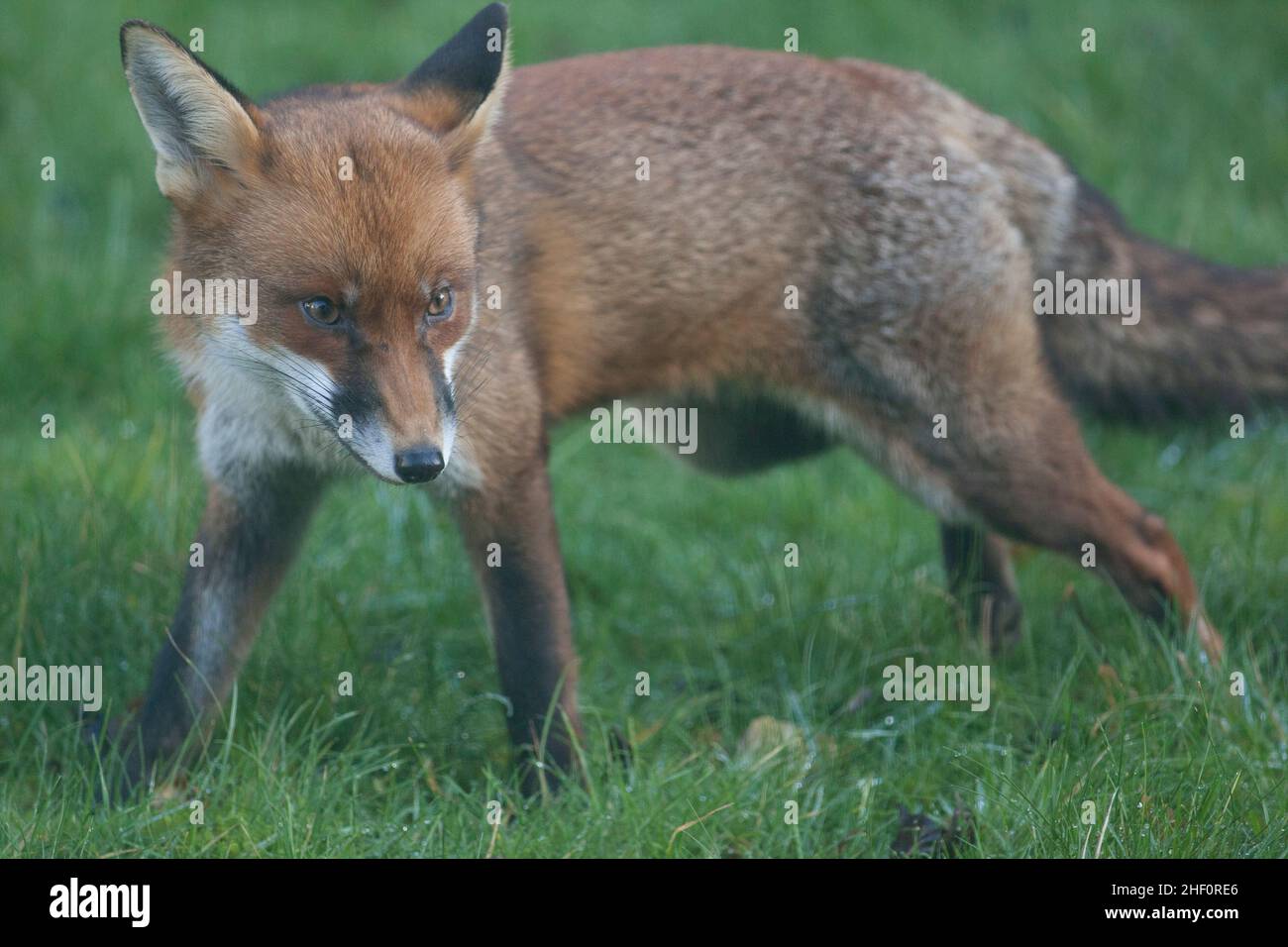 Chicken and fox hi-res stock photography and images - Alamy