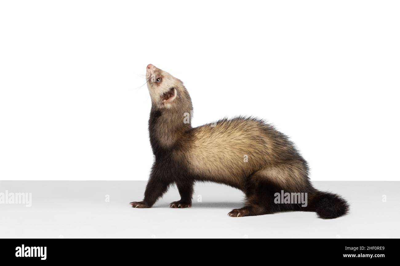 Studio shot of cute little white grey ferret isolated over white ...