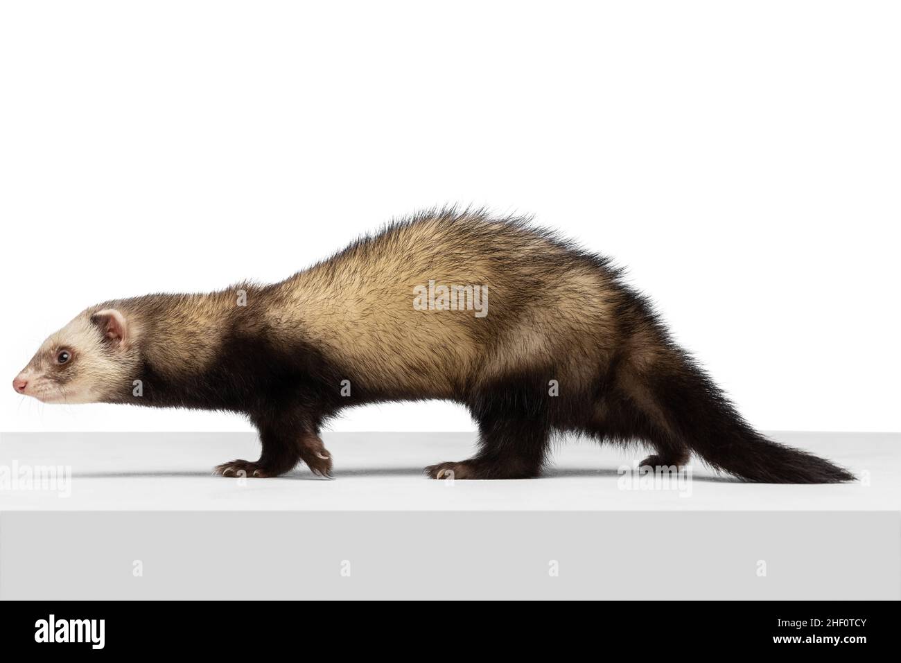 Portrait of fluffy ferret posing isolated on white background. Concept ...