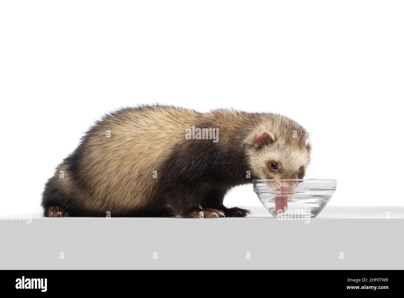 Portrait of fluffy ferret drinking water isolated on white background ...