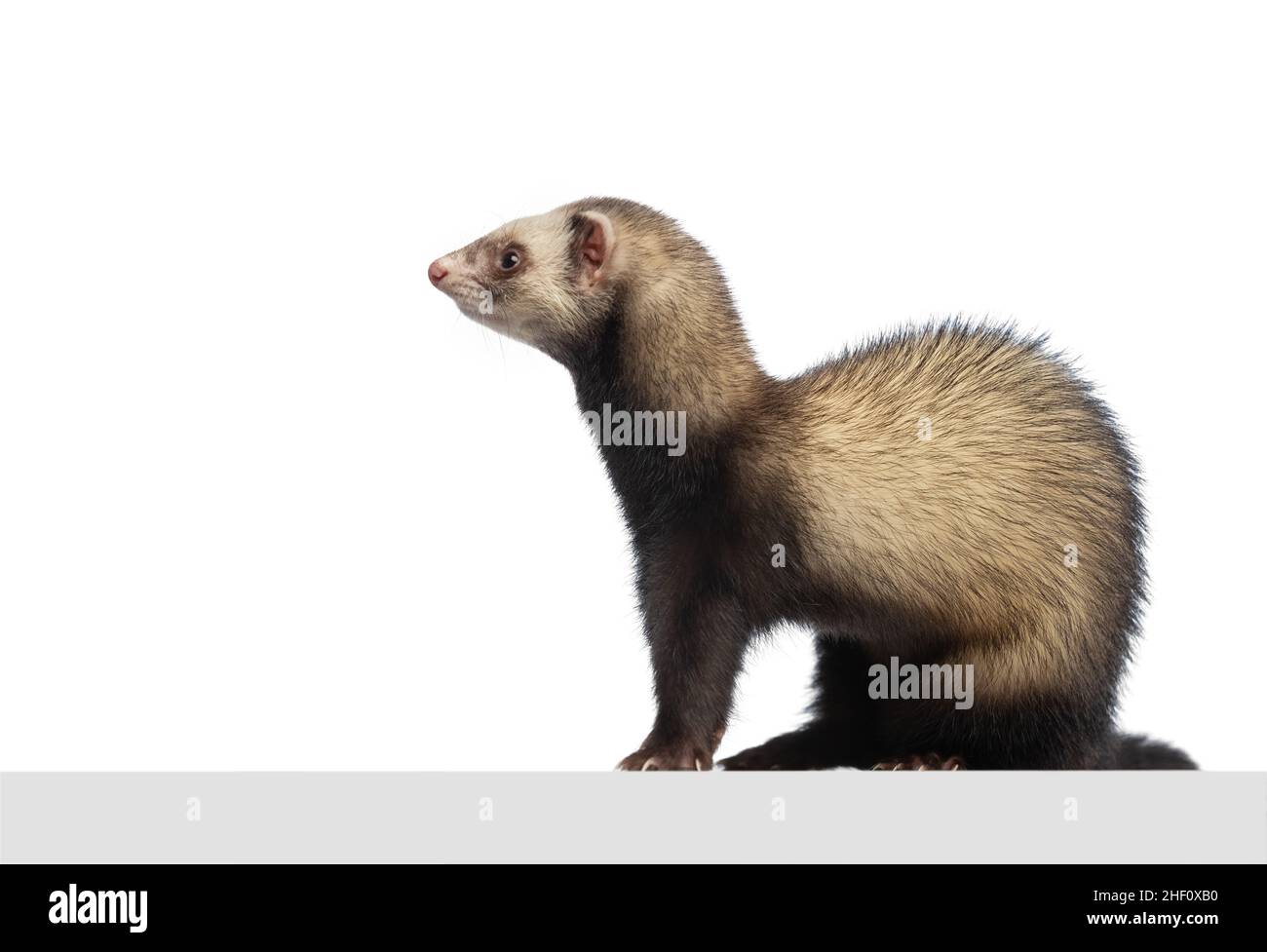 Studio shot of cute little white grey ferret isolated over white ...