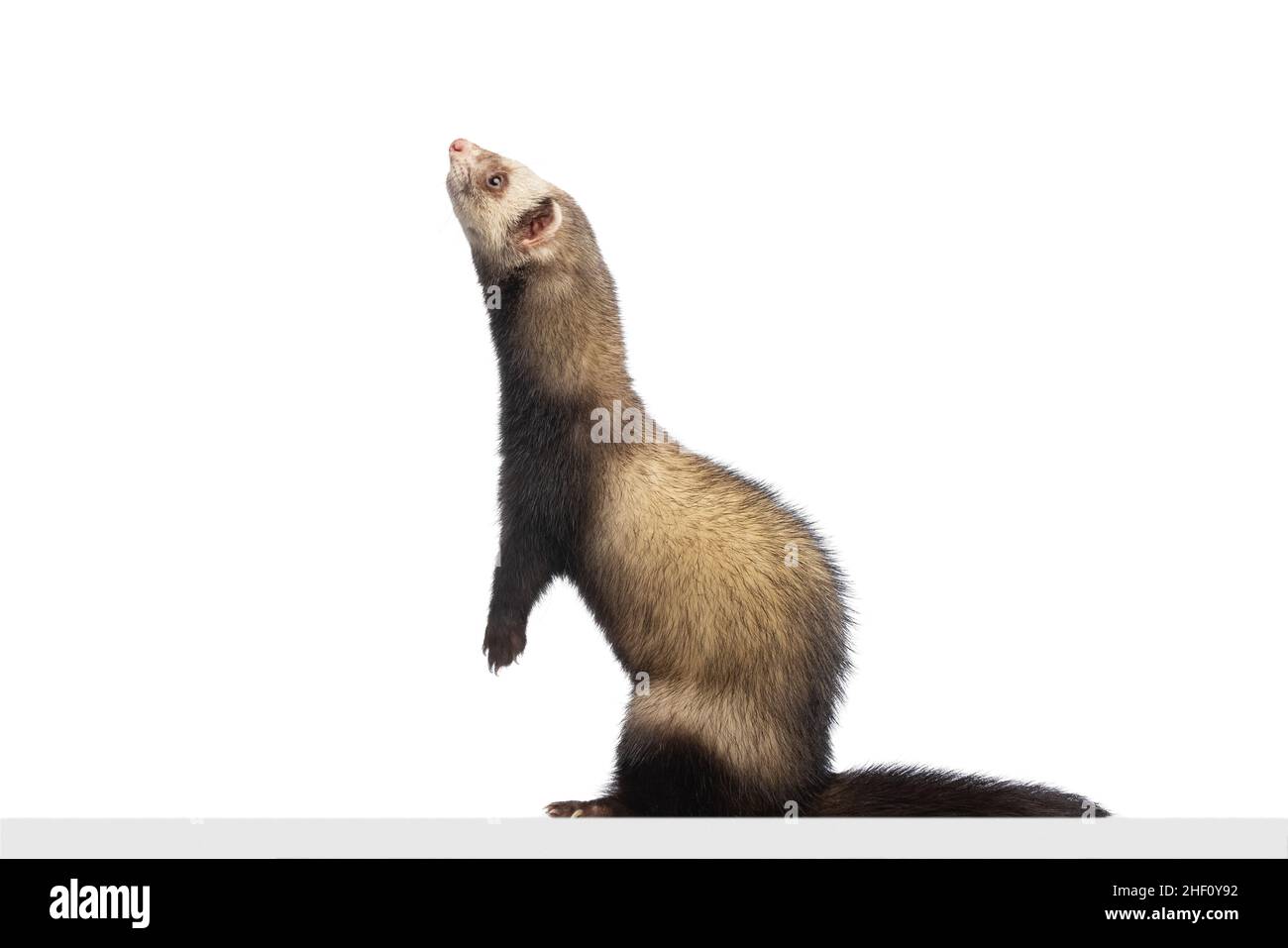 Studio shot of cute little white grey ferret isolated over white ...