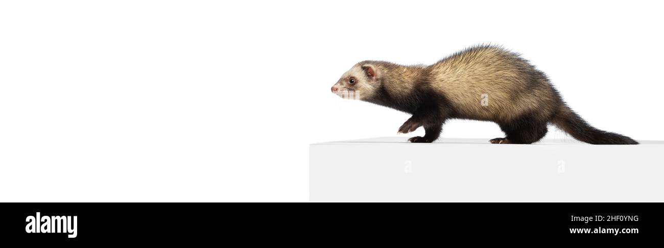 Flyer with portrait of fluffy ferret posing isolated on white ...