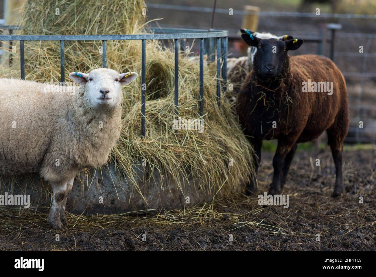 Sheep at a West Yorkshire farm near the Pennine village of Oxenhope ...