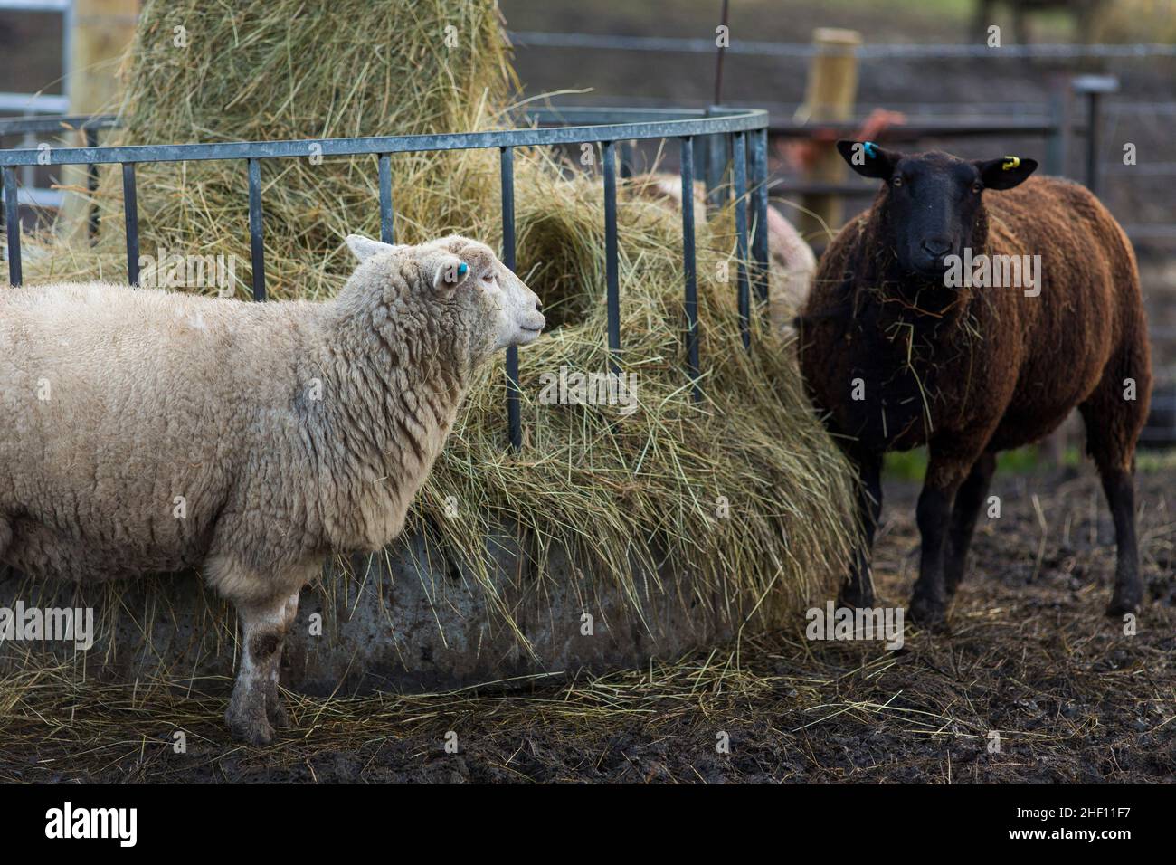 Sheep at a West Yorkshire farm near the Pennine village of Oxenhope ...