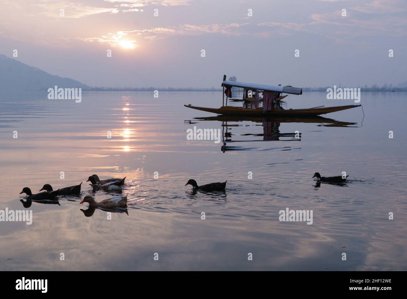 Srinagar, Kashmir, India. 13th Jan, 2022. Ducks swim on the Dal lake shortly before sunset on ...