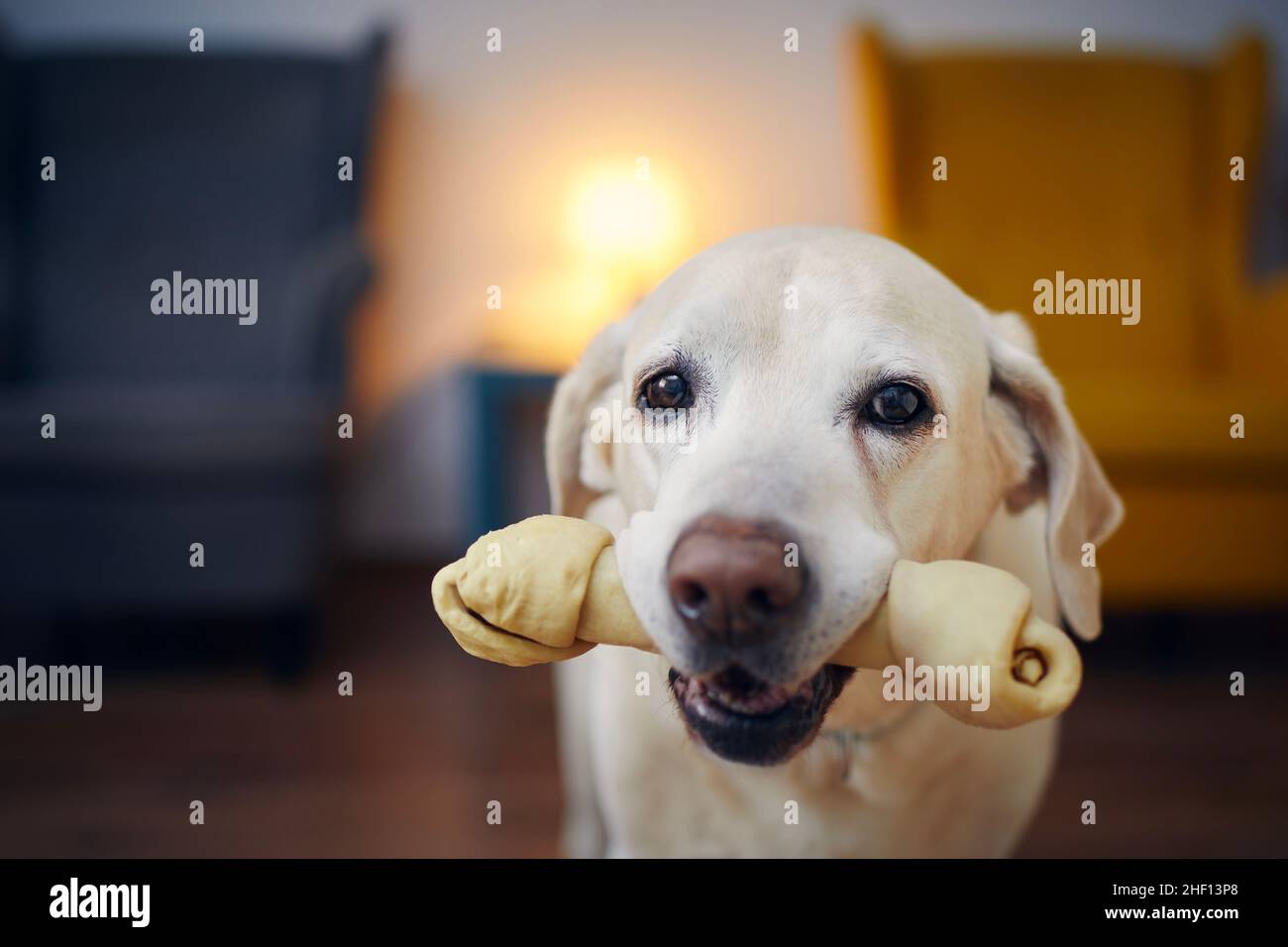 Candid look of happy dog with chewing bone in mouth. Portrait of old ...