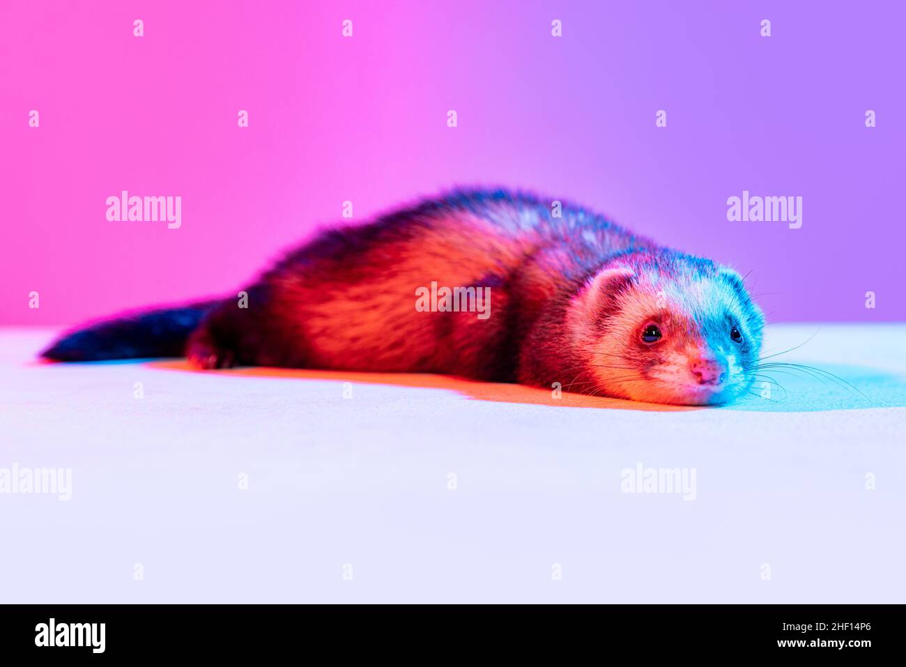 Beautiful little white grey ferret isolated over pink background in ...