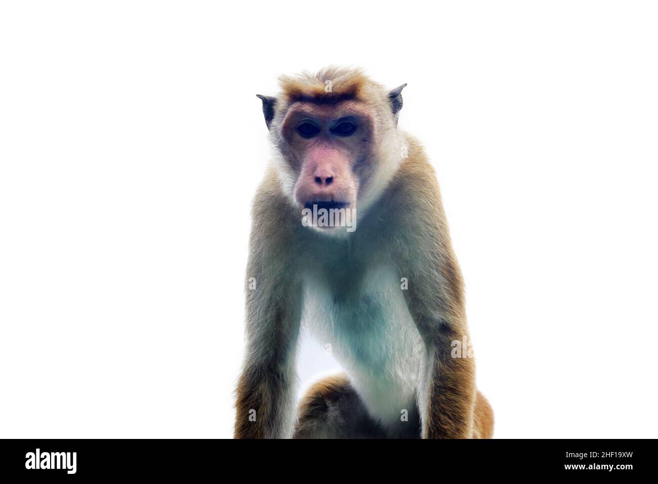 The aggressive monkey is watching (from top to bottom). An old male ...