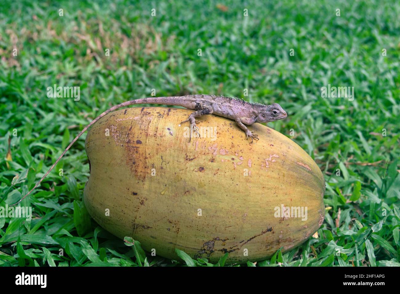 Lizard on a coconut. Indian bloodsucker (Common Garden Lizard, Calotes ...