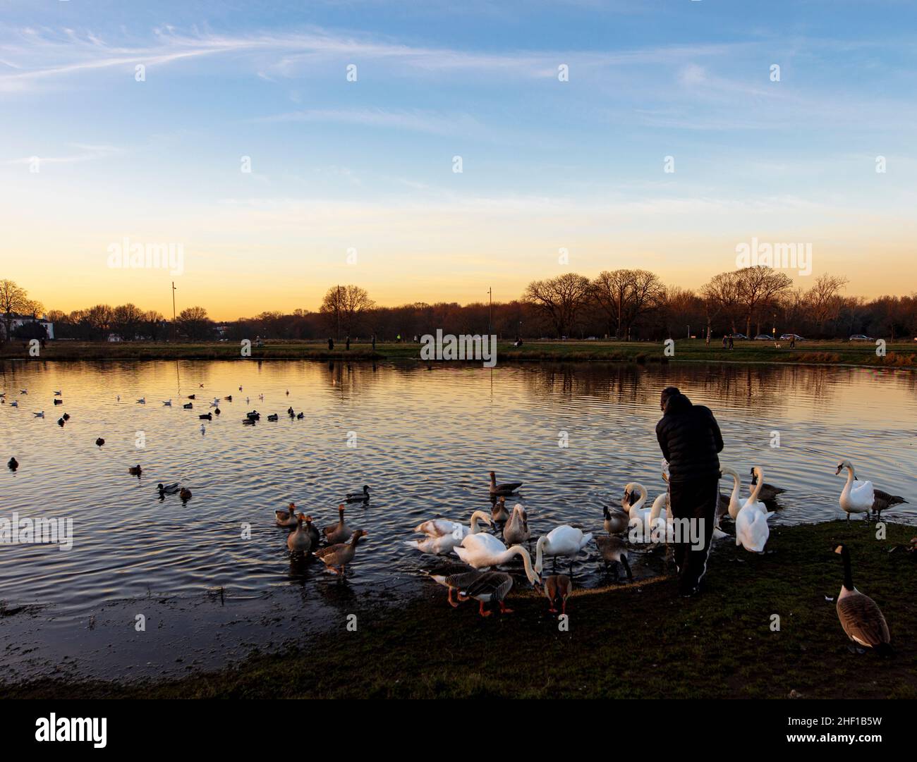 Common ducks hi-res stock photography and images - Alamy