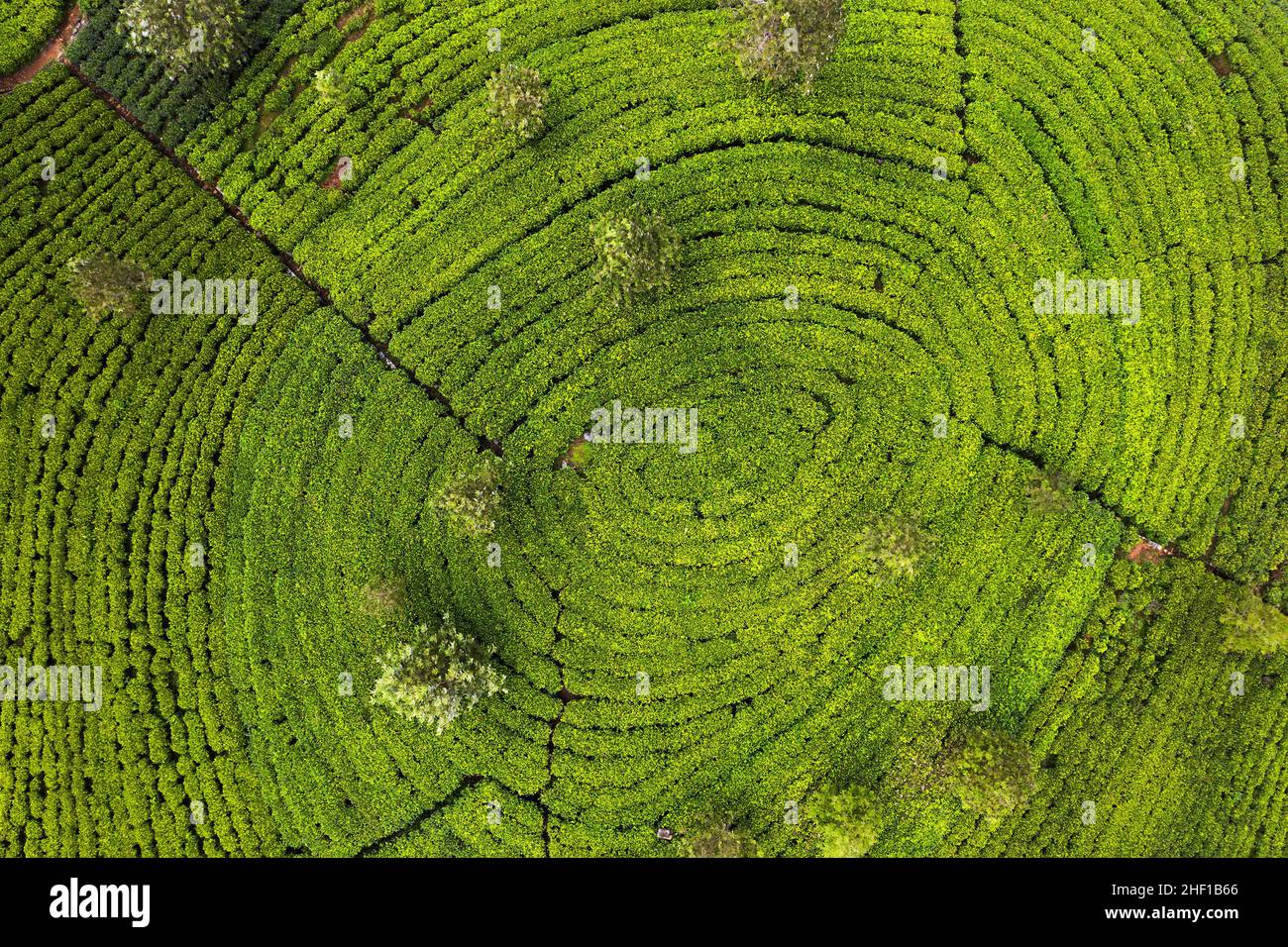 Scenic view of agriculture green tea farm plantation growing in circles ...