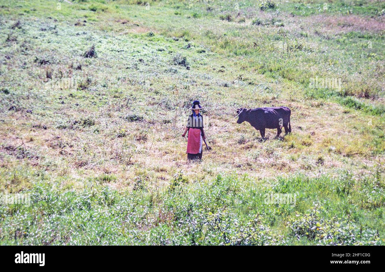 Female bull cow hi-res stock photography and images - Alamy