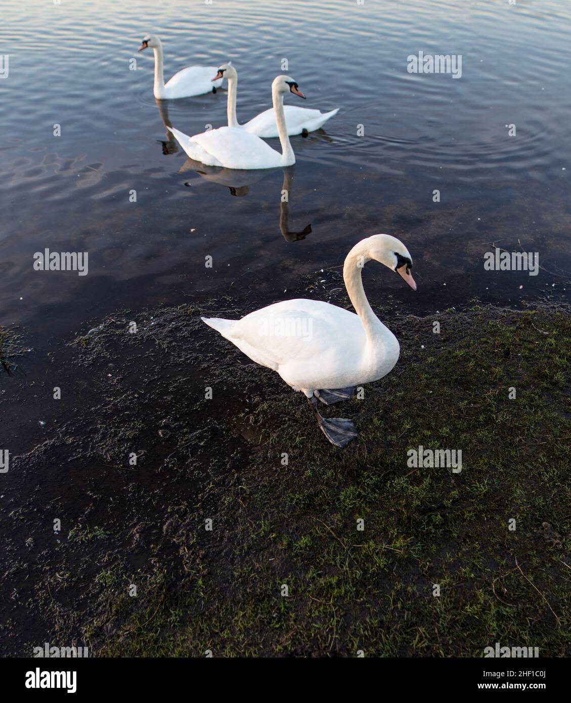 Swans on pond in Wimbledon Common, London Stock Photo - Alamy