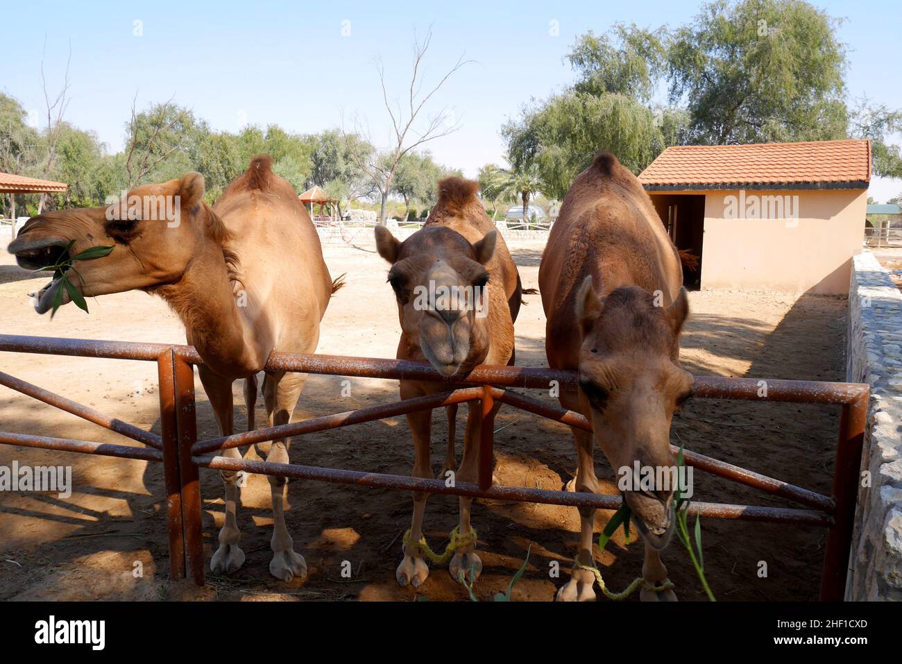 Three camels eating at Al Areen Wildlife Park, Kingdom of Bahrain Stock ...