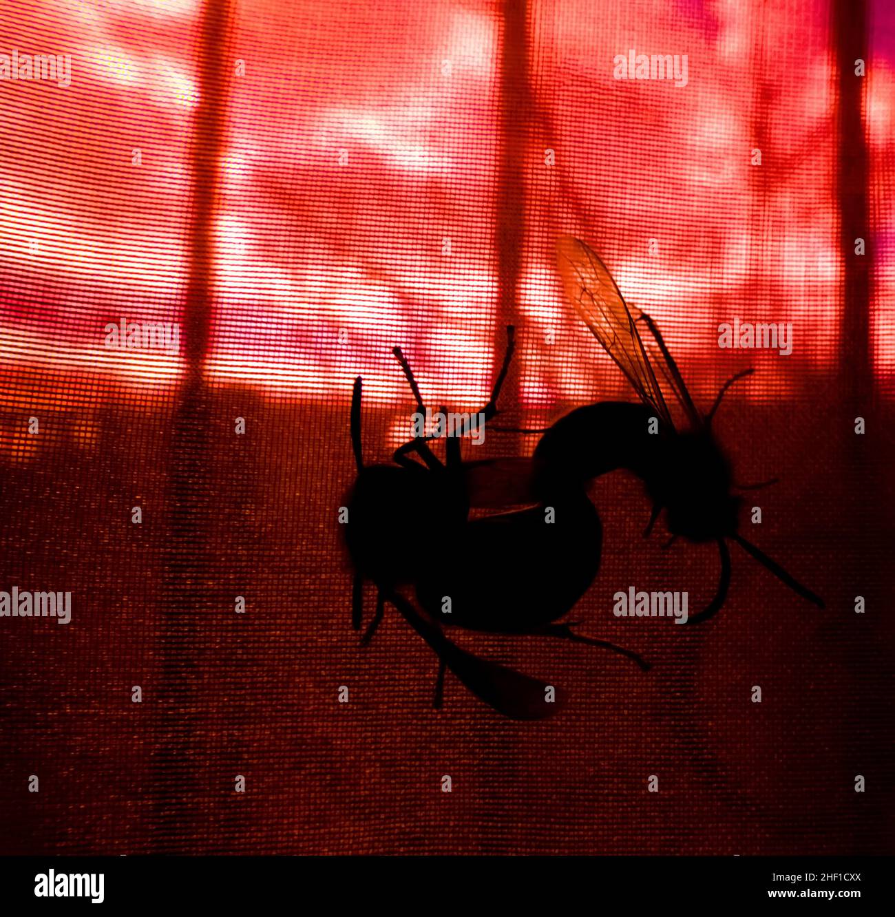 Wasp and bumblebee fight. Stingers (biting insects Stock Photo - Alamy