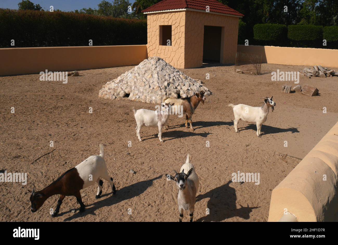 African pigmy goats, Capra hircus, in an enclosure, Al Areen Wildlife ...