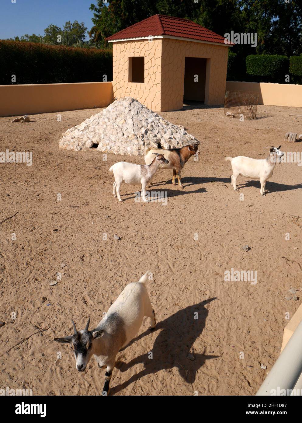 African pigmy goats, Capra hircus, in an enclosure, Al Areen Wildlife ...