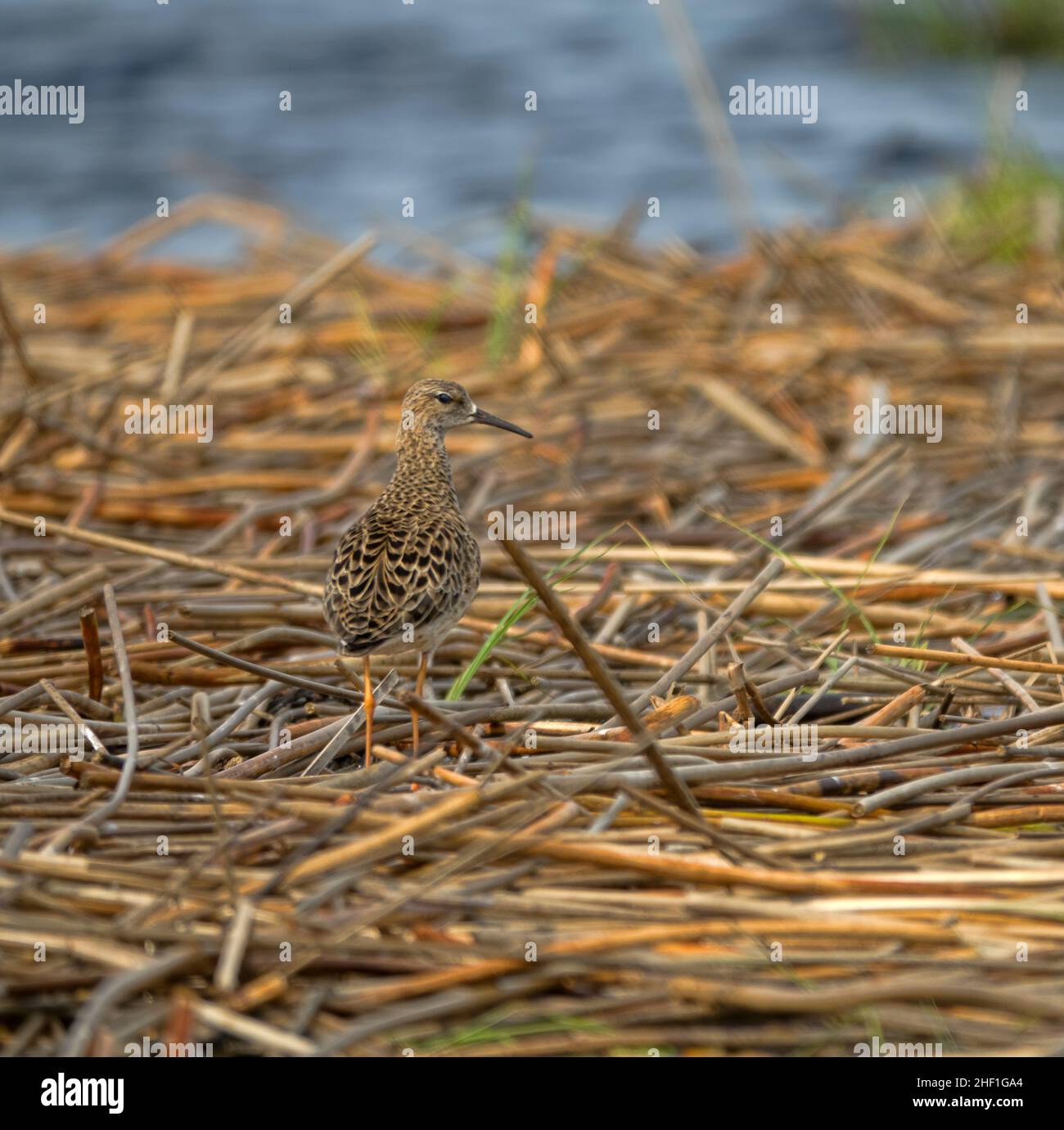 Female ruff reeve philomachus pugnax hi-res stock photography and ...