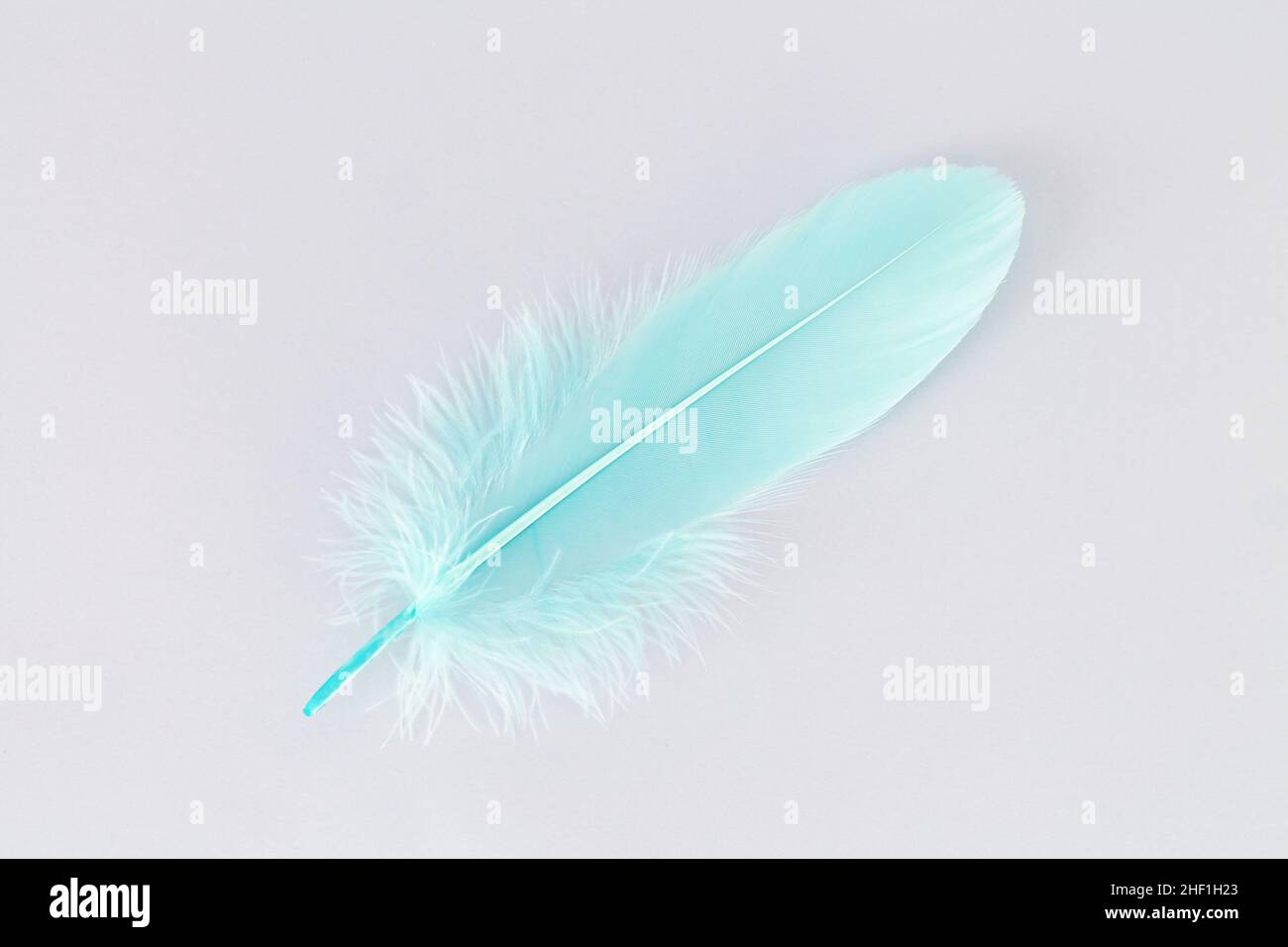 One beautiful light turquoise emerald green feather on gray background ...