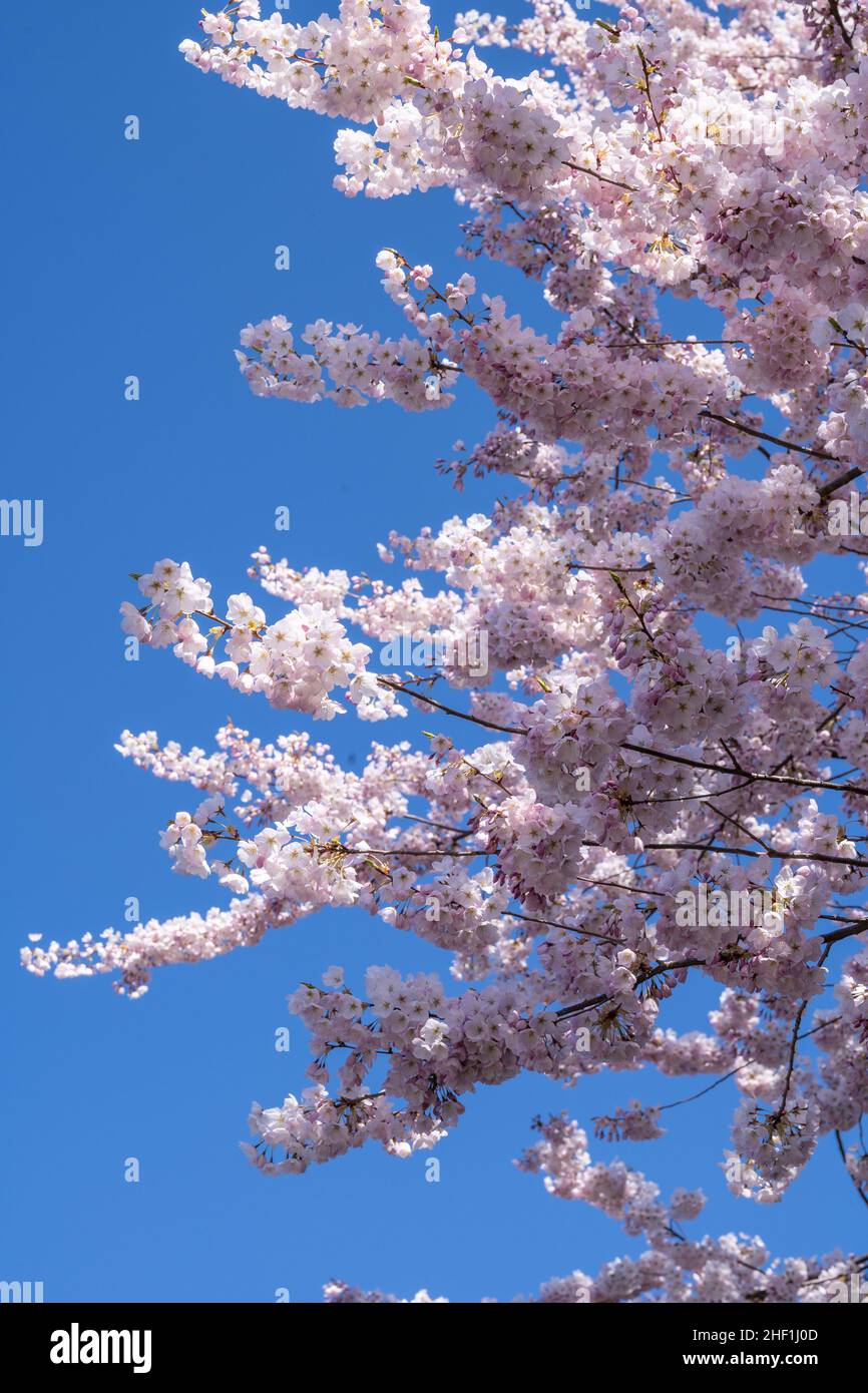 Yoshino cherry (Prunus × yedoensis) is a hybrid cherry of between ...
