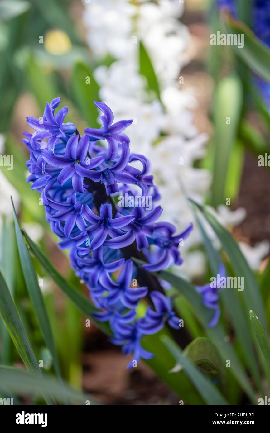 Common hyacinth (Hyacinthus orientalis) is a species of flowering plant ...
