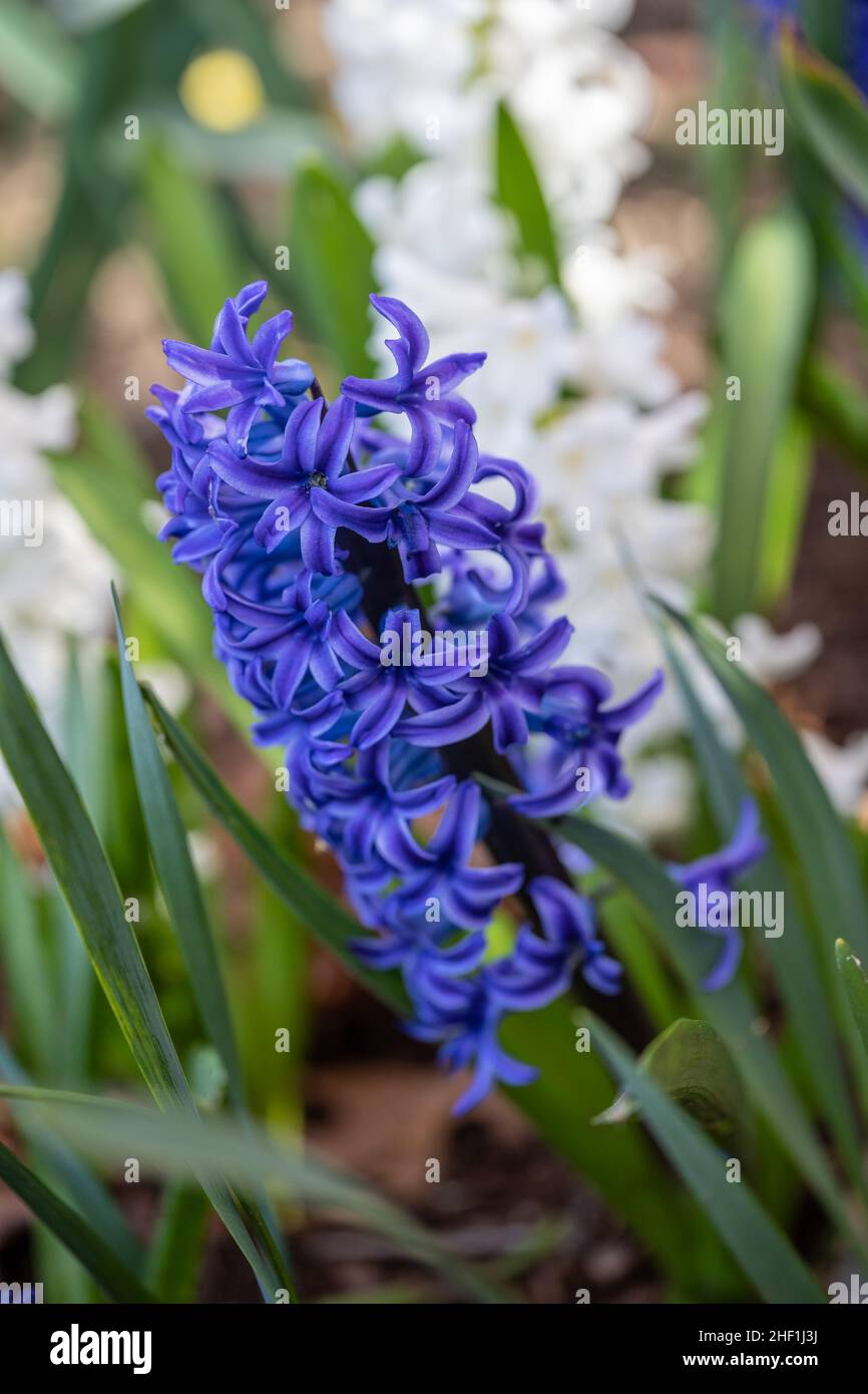Common hyacinth (Hyacinthus orientalis) is a species of flowering plant ...
