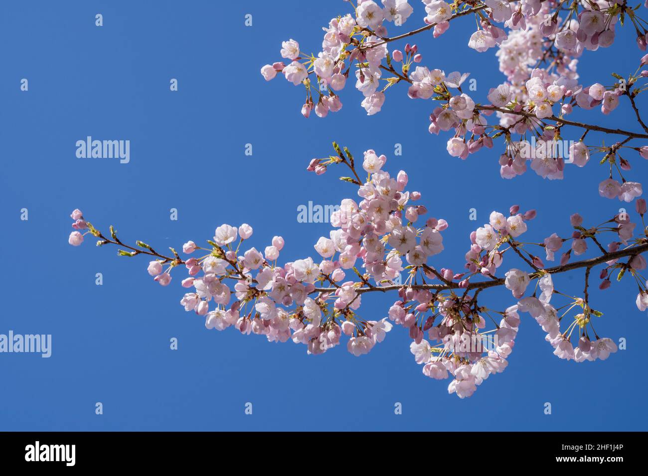 Yoshino cherry (Prunus × yedoensis) is a hybrid cherry of between ...