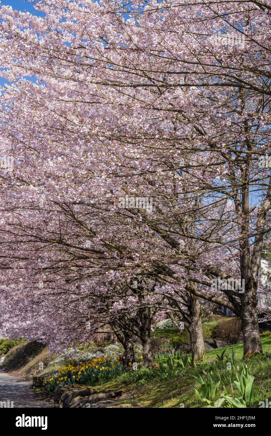 Yoshino cherry (Prunus × yedoensis) is a hybrid cherry of between ...