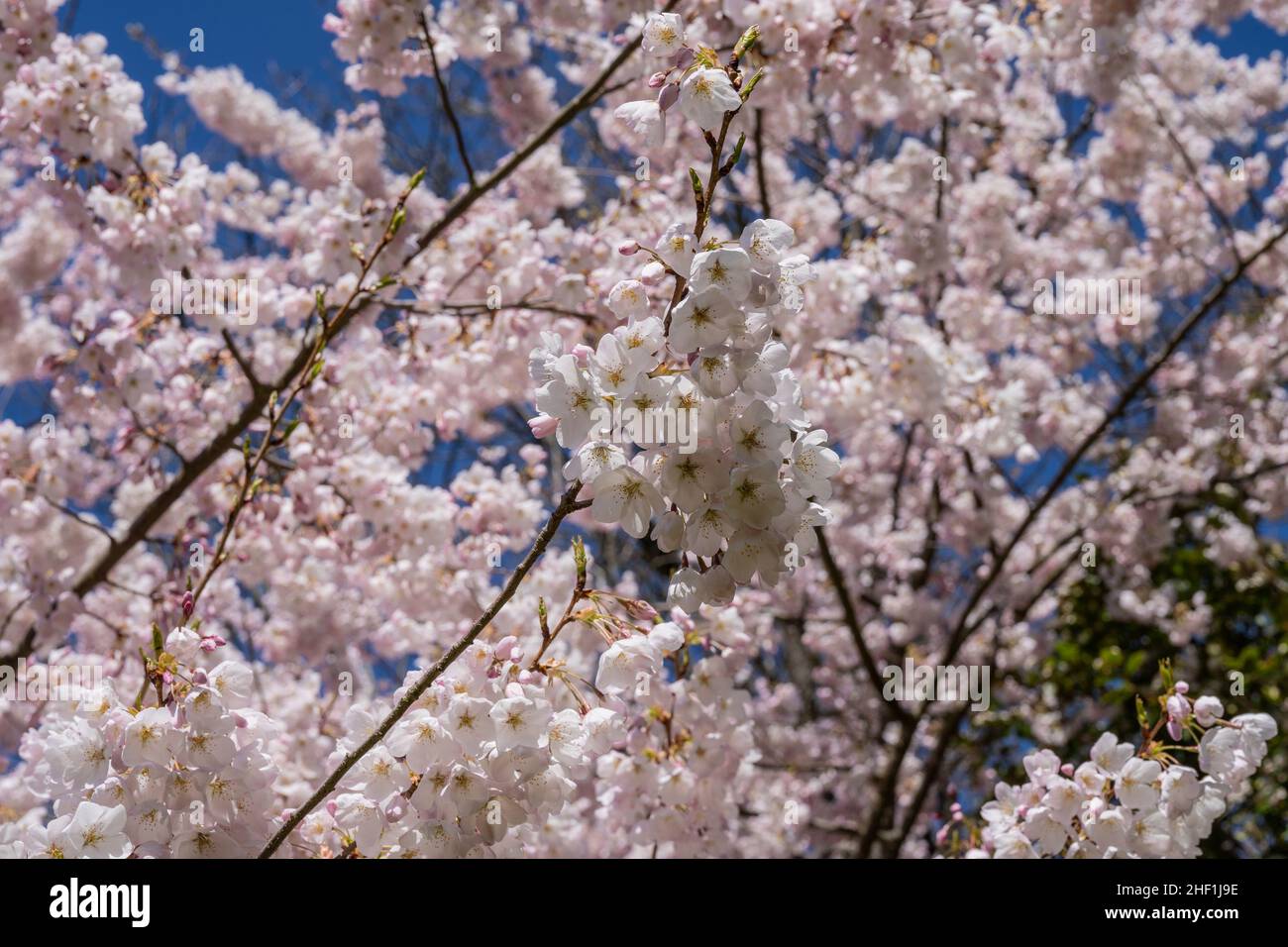 Yoshino cherry (Prunus × yedoensis) is a hybrid cherry of between ...