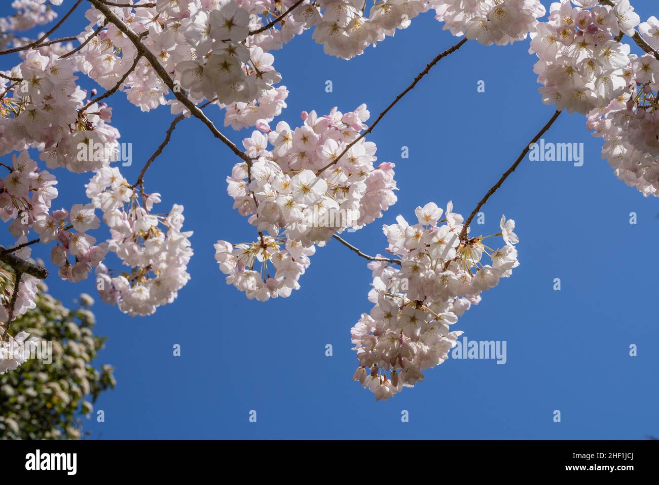 Yoshino cherry (Prunus × yedoensis) is a hybrid cherry of between ...