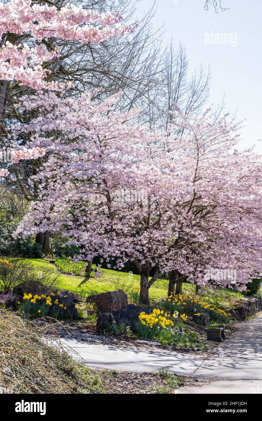 Yoshino cherry (Prunus × yedoensis) is a hybrid cherry of between ...