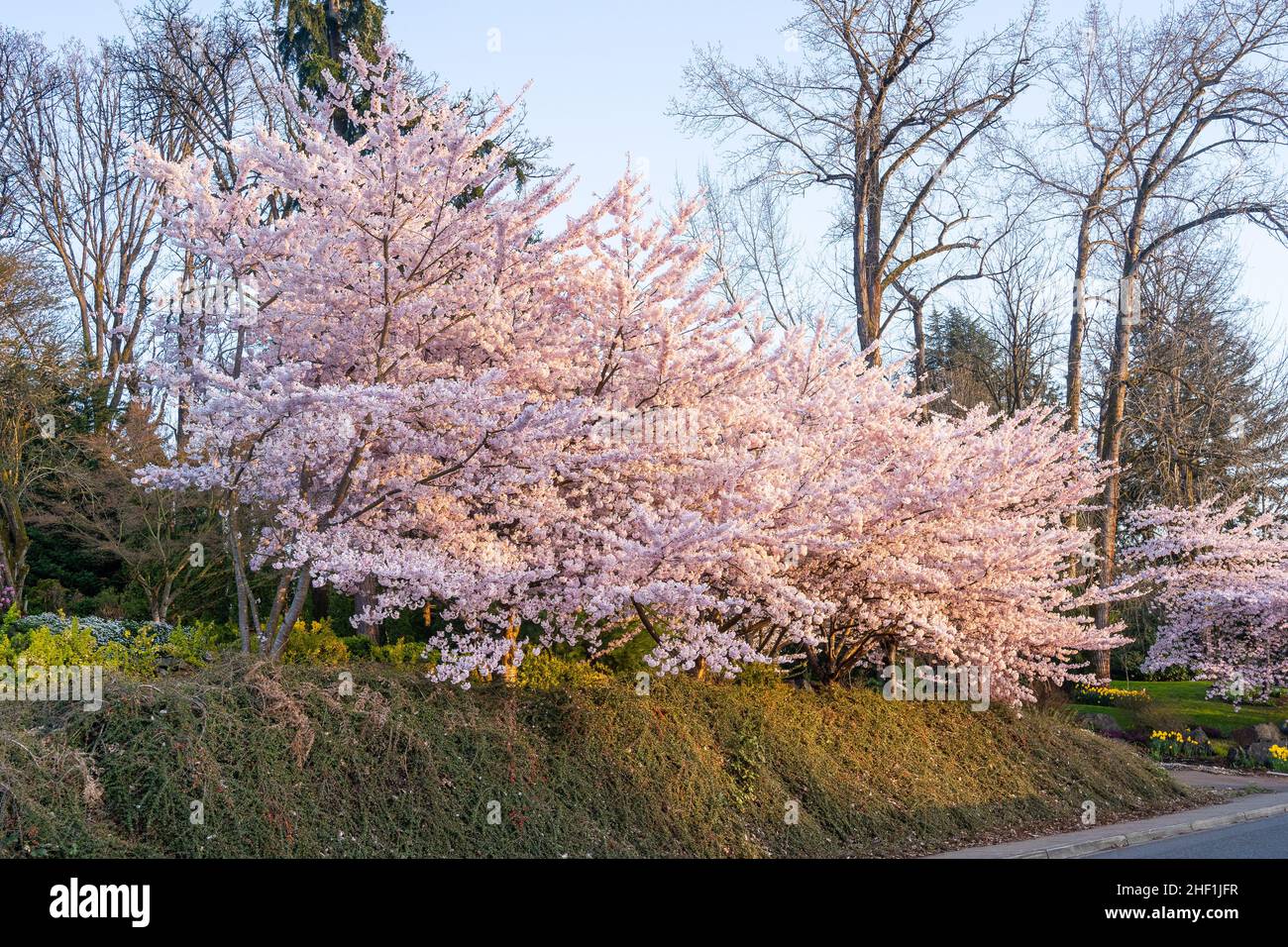 Yoshino cherry (Prunus × yedoensis) is a hybrid cherry of between ...