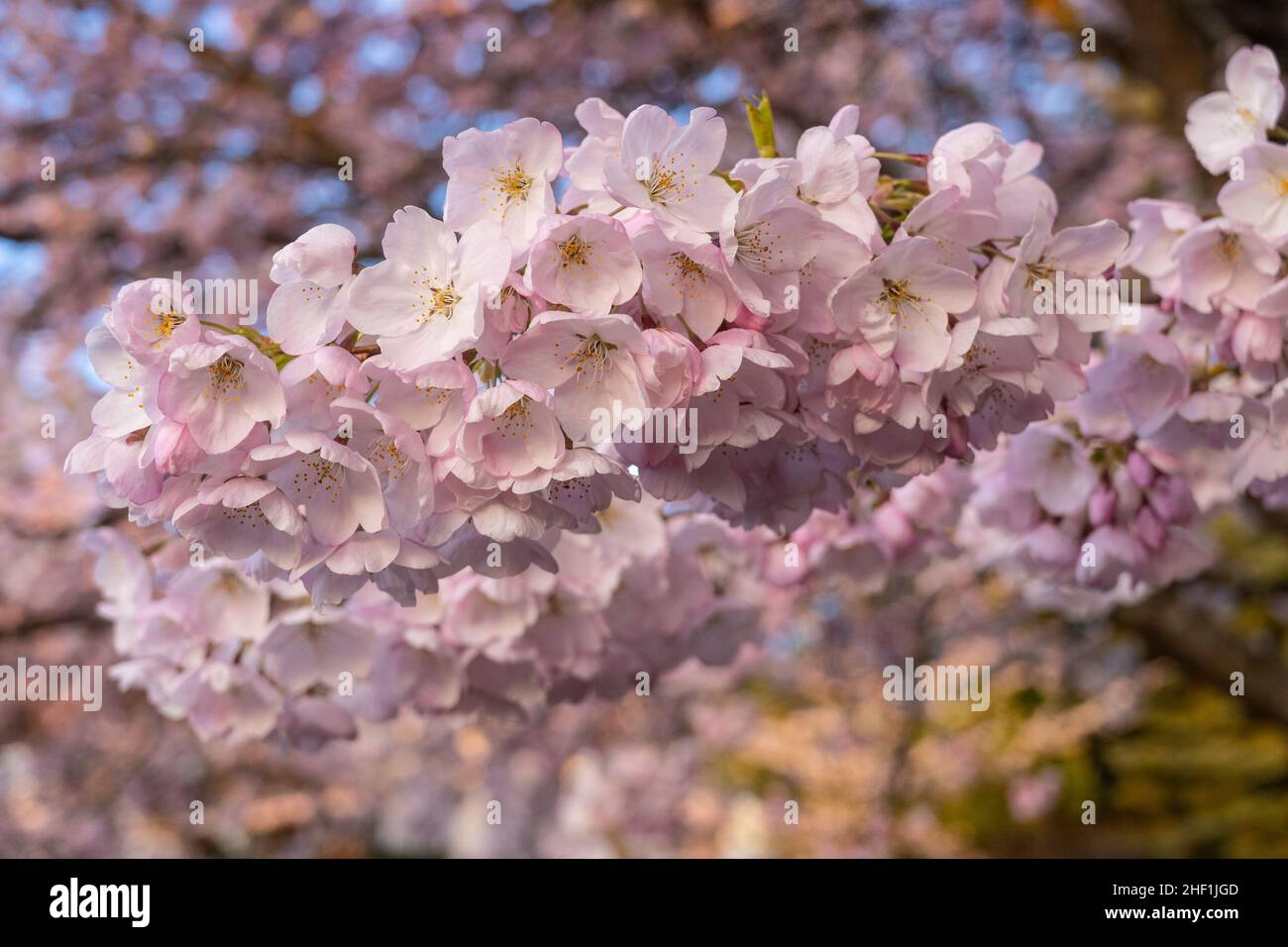 Yoshino cherry (Prunus × yedoensis) is a hybrid cherry of between ...