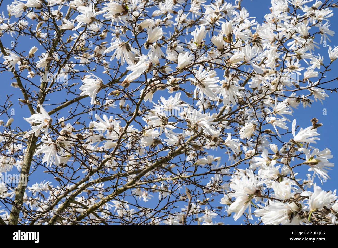 Star magnolia (Magnolia stellata) is a slow-growing shrub or small tree ...