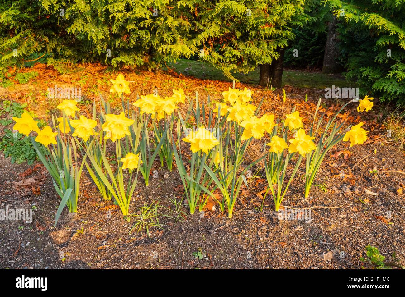 Lent lily (Narcissus pseudonarcissus) is a perennial flowering plant ...