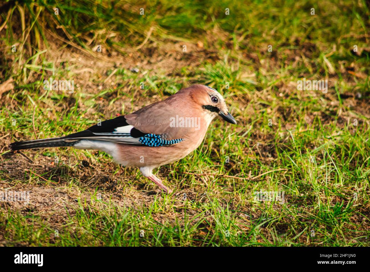 Eurasian jay - a bird of the crow family Stock Photo - Alamy
