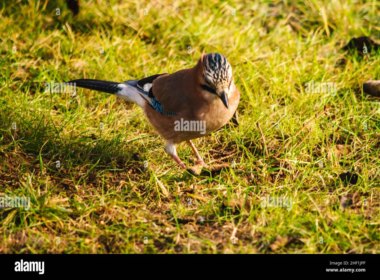 Eurasian jay flying hi-res stock photography and images - Alamy