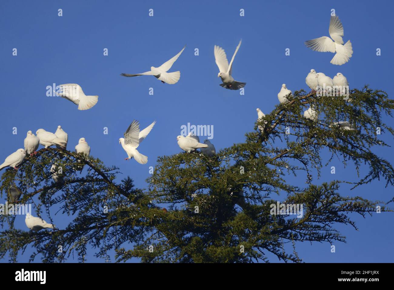 Release Doves / White Pigeons (domestic rock dove - Columba livia ...