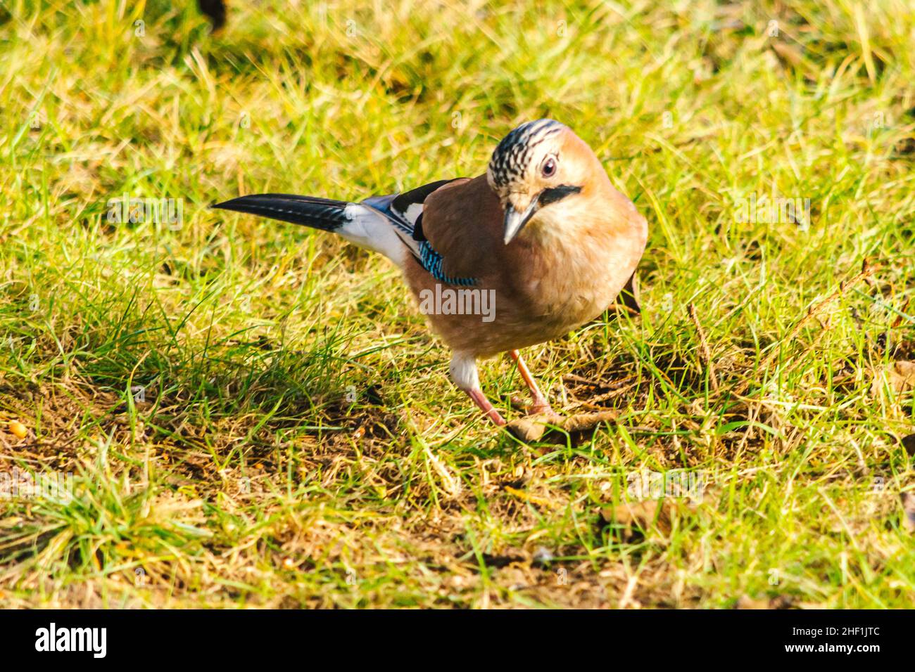 Eurasian jay flying hi-res stock photography and images - Alamy