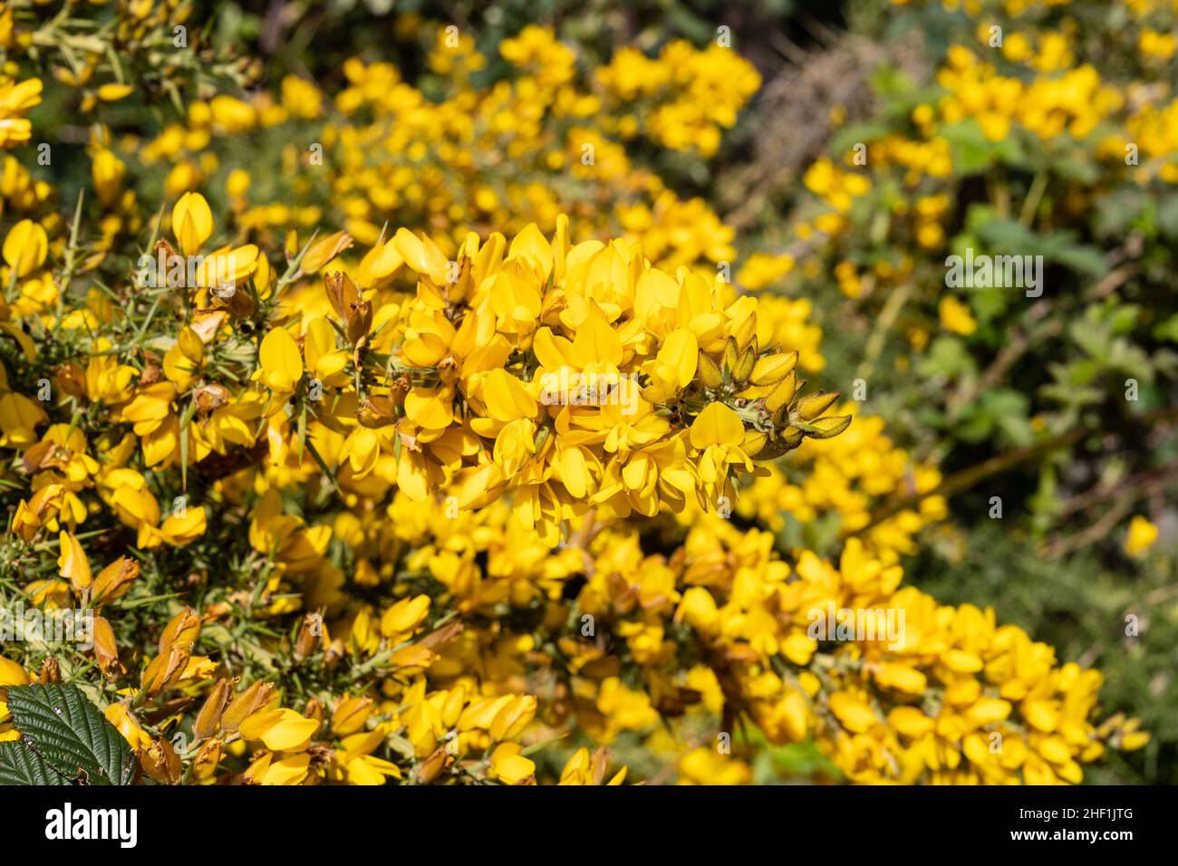 Common gorse (Ulex europaeus) is a species of flowering plant in the ...