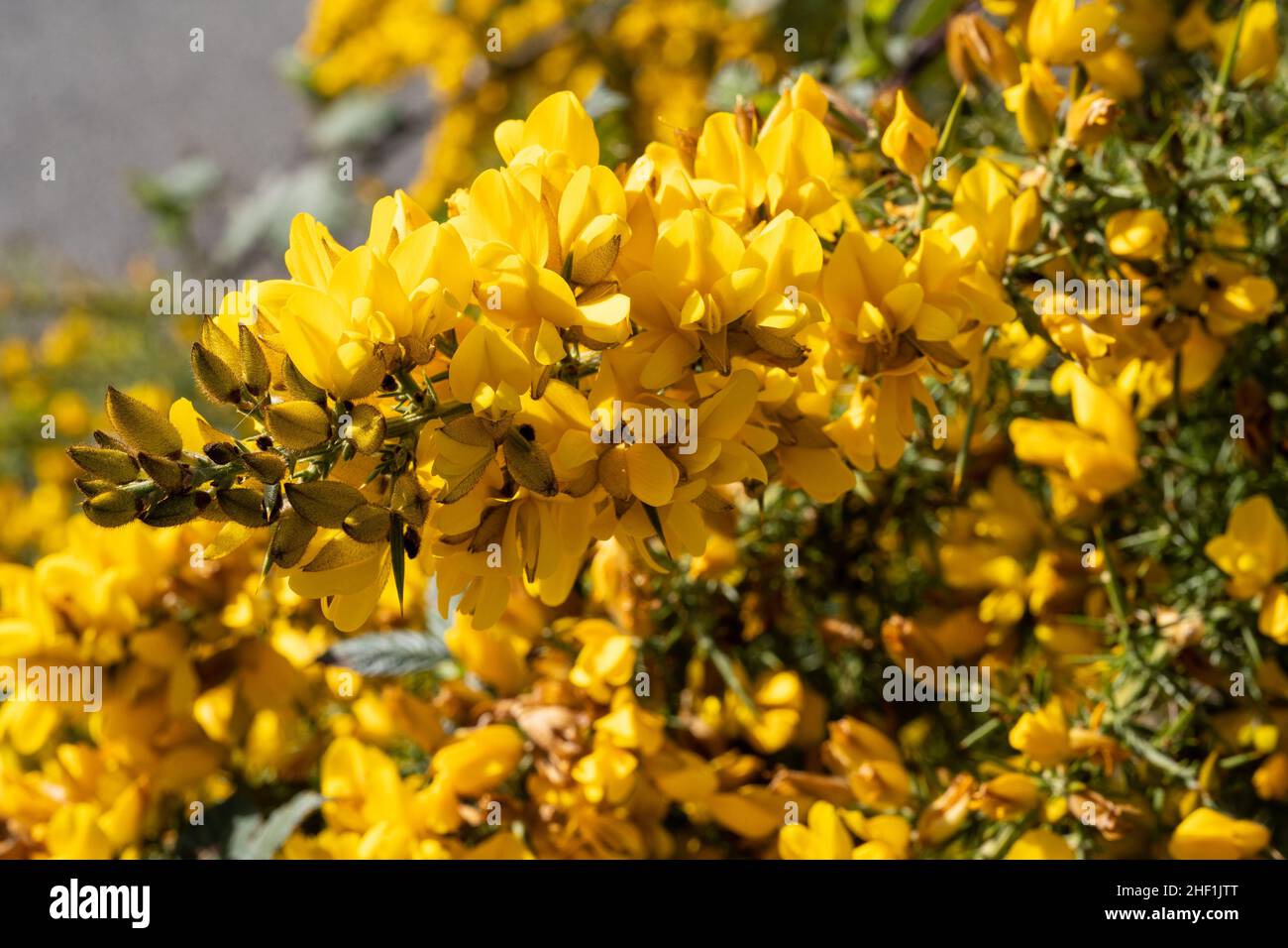 Common gorse (Ulex europaeus) is a species of flowering plant in the ...