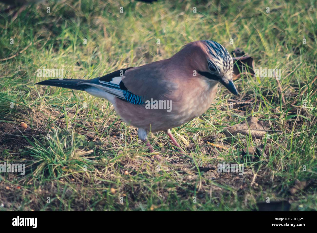 Eurasian jay - a bird of the crow family Stock Photo - Alamy