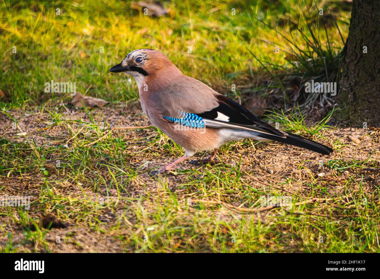 Eurasian jay flying hi-res stock photography and images - Alamy