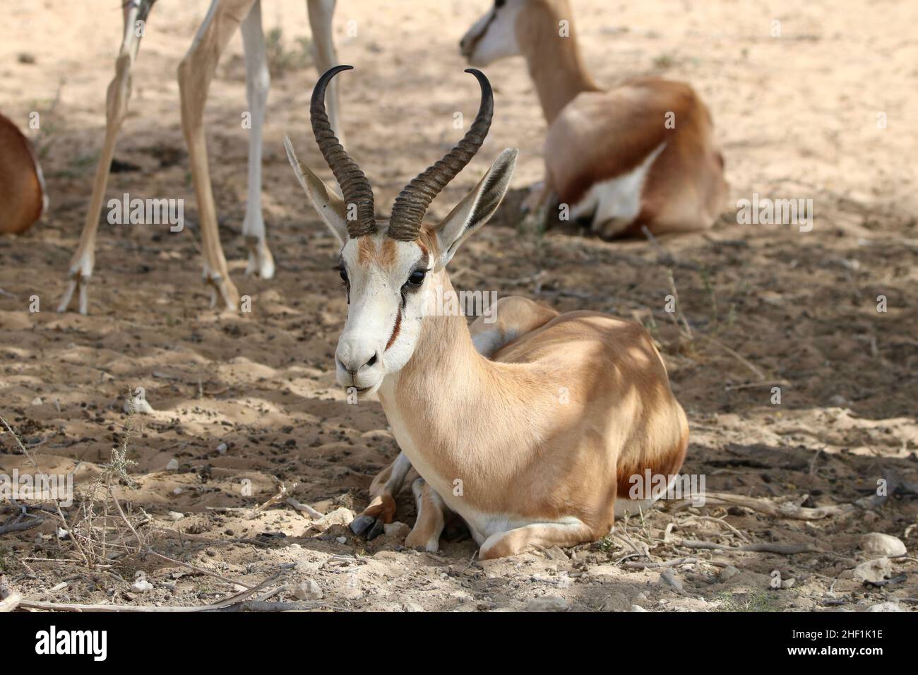 Springbok ram resting on the ground in the Kgalagadi Stock Photo - Alamy