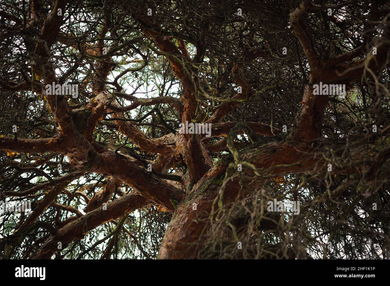 Mixed branches of a tree Stock Photo - Alamy