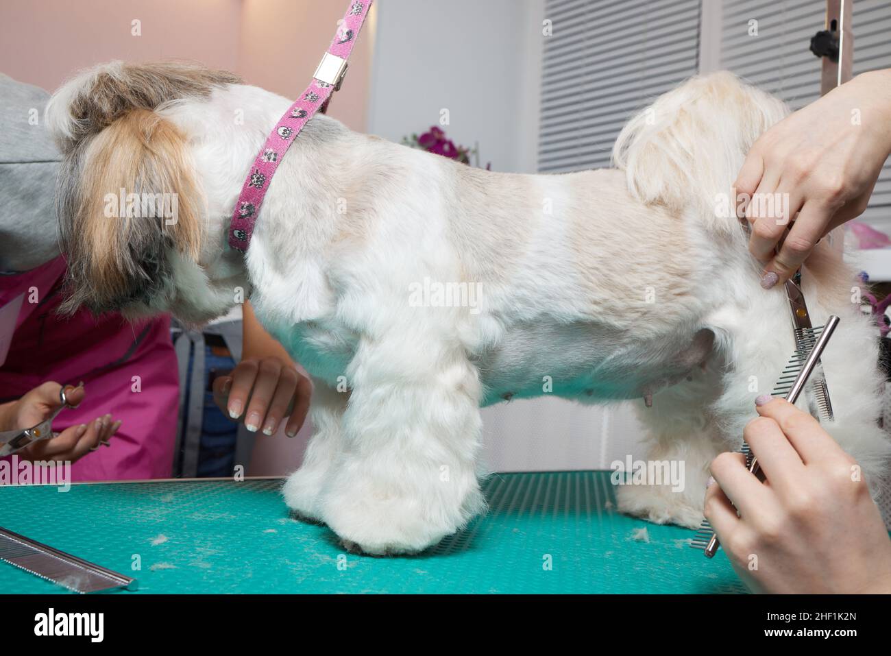 Female groomer brushing Shih Tzu at grooming salon Stock Photo - Alamy