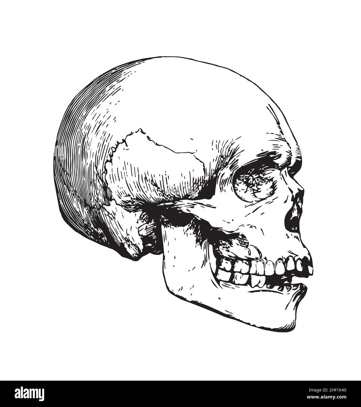 Skull Profile View Vector