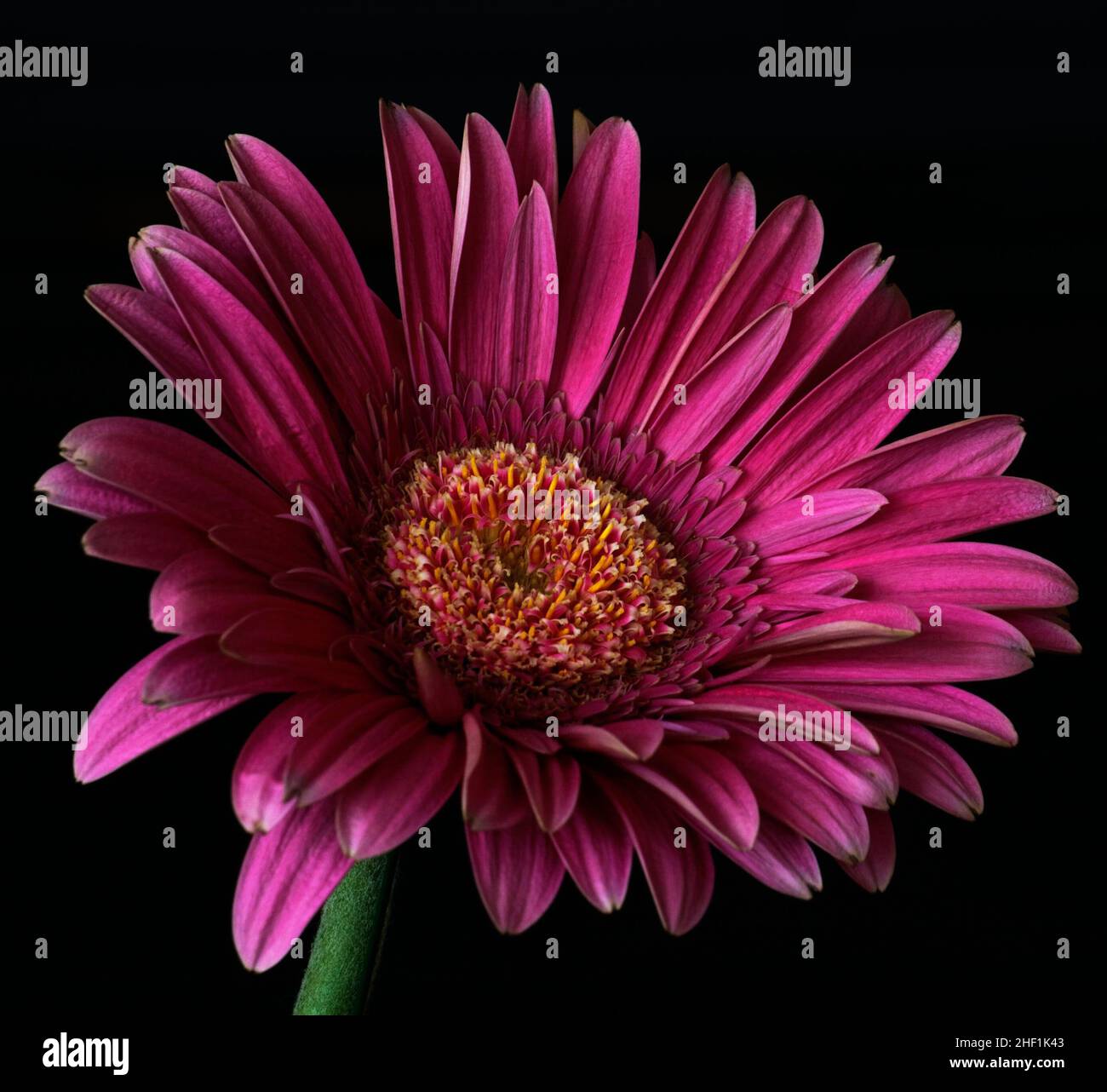 Violet gerbera flower on black background, a genus of plants Asteraceae ...